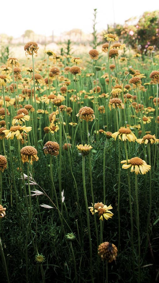 Wild daisies stock image. Image of color, beautiful, backgrounds - 57579735