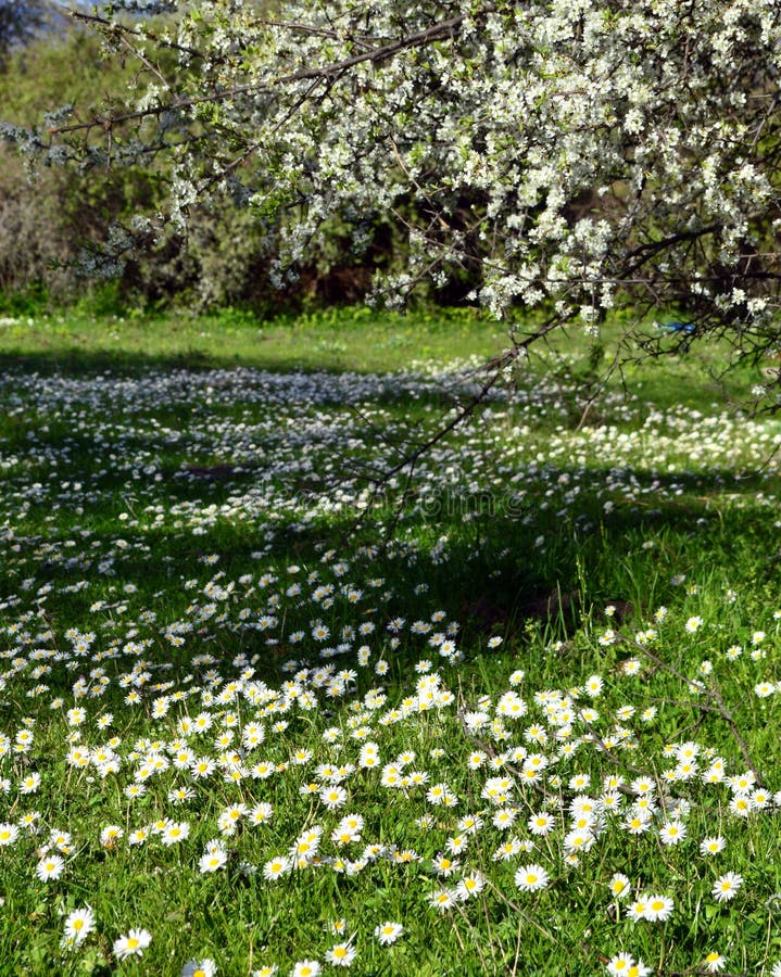 Daisies stock image. Image of nature, elegant, flowers - 42807239