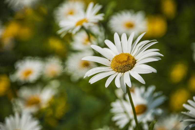 Wild daisies stock image. Image of landscape, gardening - 96347881