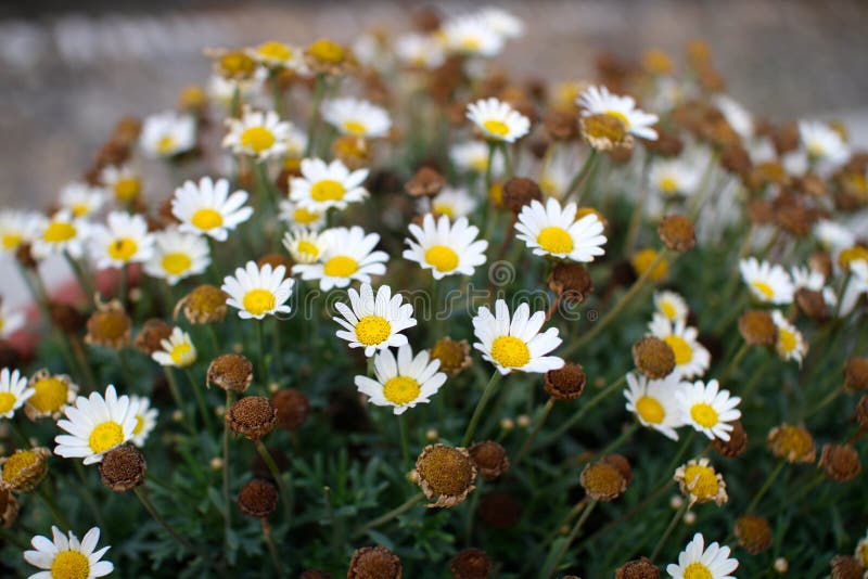 Wild daisies stock photo. Image of growth, detail, chamomile - 35413054