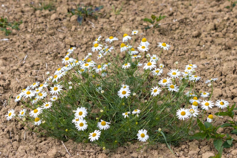 Wild Daisies Growing on the Edge of a Field Stock Photo - Image of ...