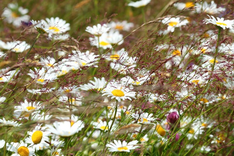 Wild Daisies on Mountain Meadow Stock Image - Image of nature ...