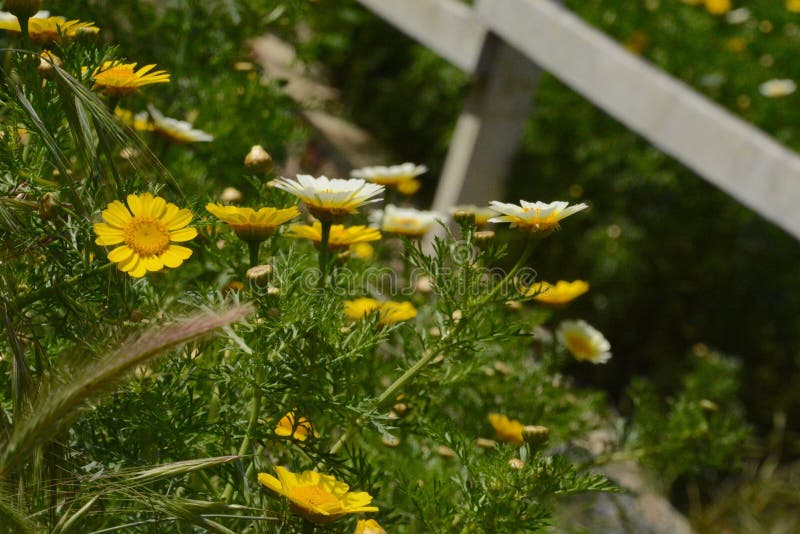 Wild Daisies in Spring stock photo. Image of flora, yellow - 90564352