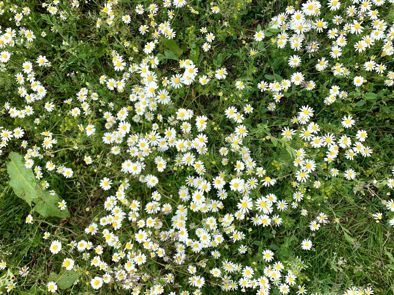 Wild Daisy stock photo. Image of daisy, grass, view - 387520204