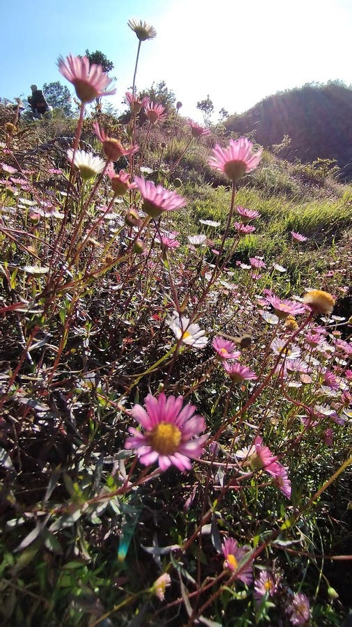 Wild Daisy Blooming in Mount Prau Campsite Area Stock Photo - Image of ...