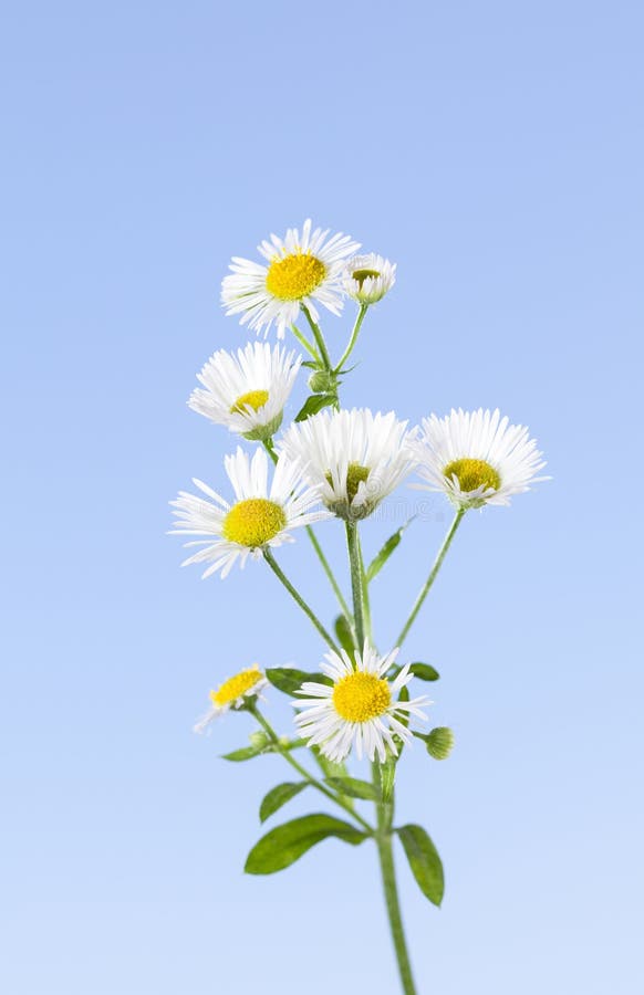 Wild daisy bunch stock photo. Image of small, plant - 158139060