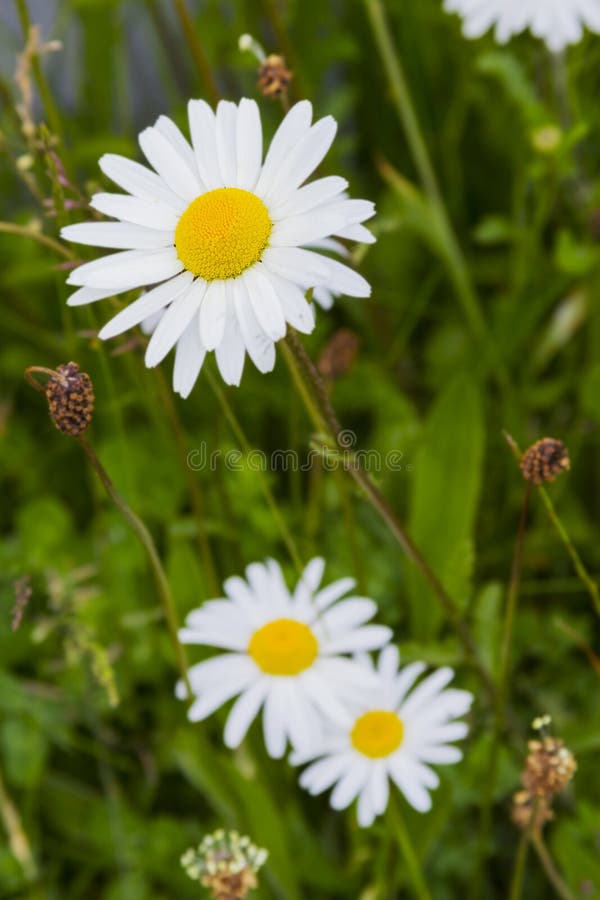 Wild daisy stock photo. Image of stalk, petal, outdoor - 39054078