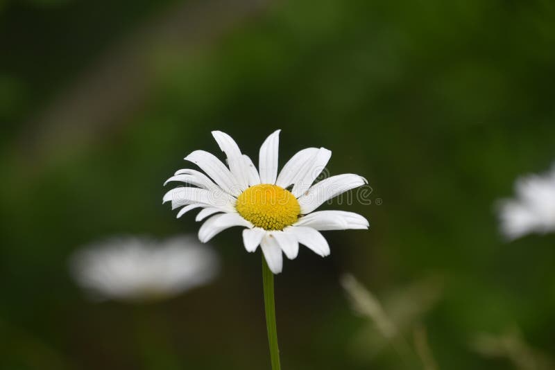 Wild Daisy Flower Blossom in the Spring Stock Photo - Image of bloom ...