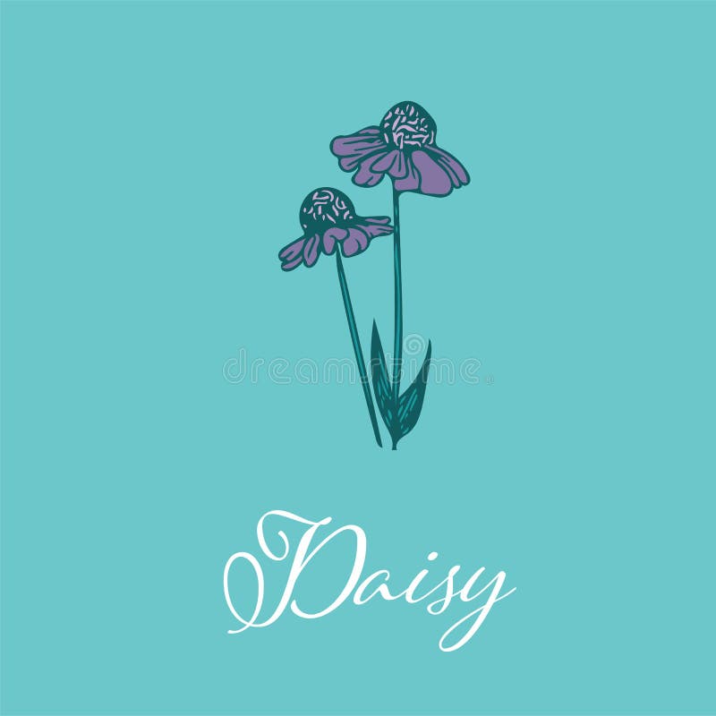 Wild Daisy Flower Design Isolated Object Stock Vector - Illustration of ...