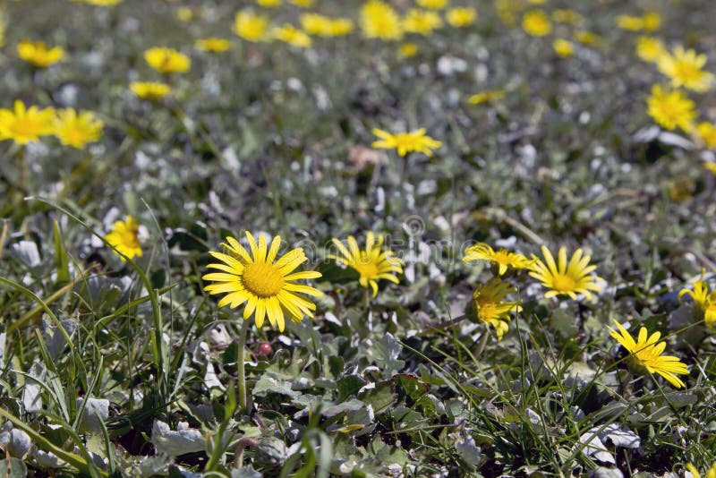 Wild daisy flowers stock image. Image of field, flower - 78094351
