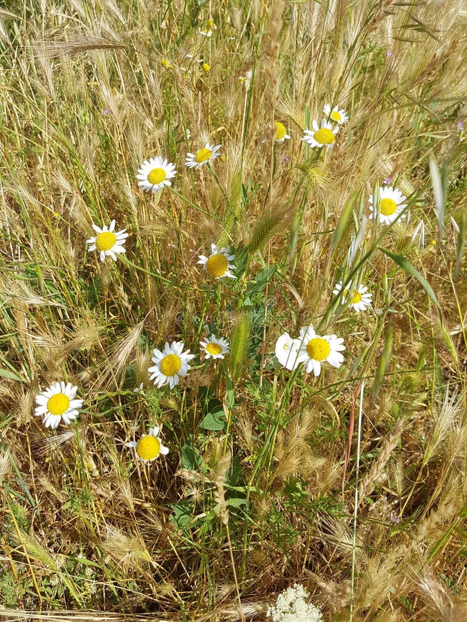 Wild Daisy Flowers among the Grass Stock Image - Image of summer ...
