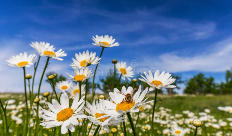 Wild Daisy Flowers in Spring Stock Photo - Image of cherry, magnolia ...