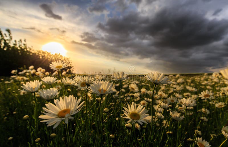 Wild Daisy Flowers in Spring Stock Image - Image of salix, natural ...