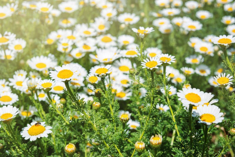Wild daisy flowers stock photo. Image of pasture, chamomile - 109070872