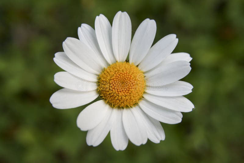 Wild daisy stock image. Image of flower, blossom, white - 90121019