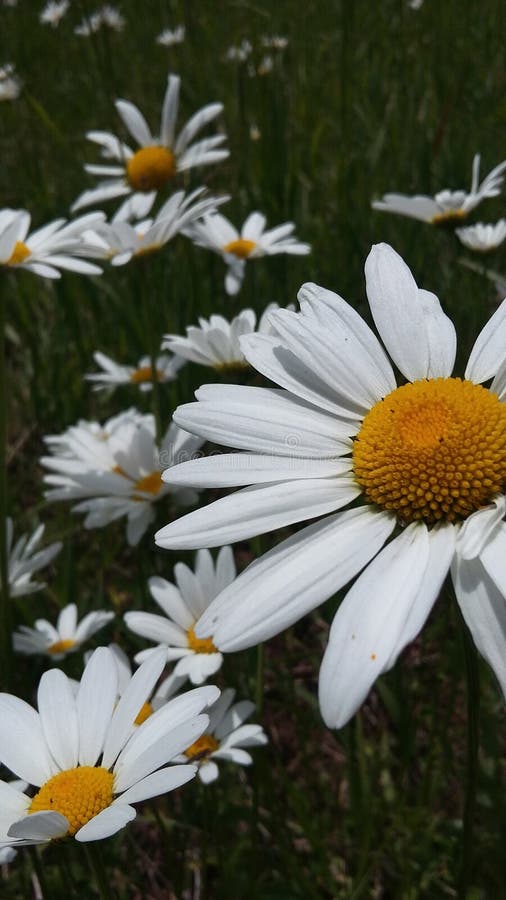 Wild daisy stock image. Image of daisy, mountains, colorado - 56391149