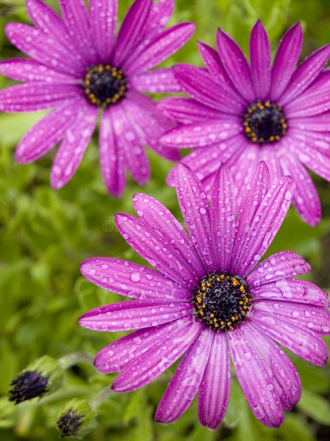 Wild Daisy s stock image. Image of fresh, pretty, vibrant - 9331795