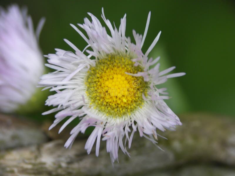 Wild Daisy in spring stock image. Image of kentucky - 147924879