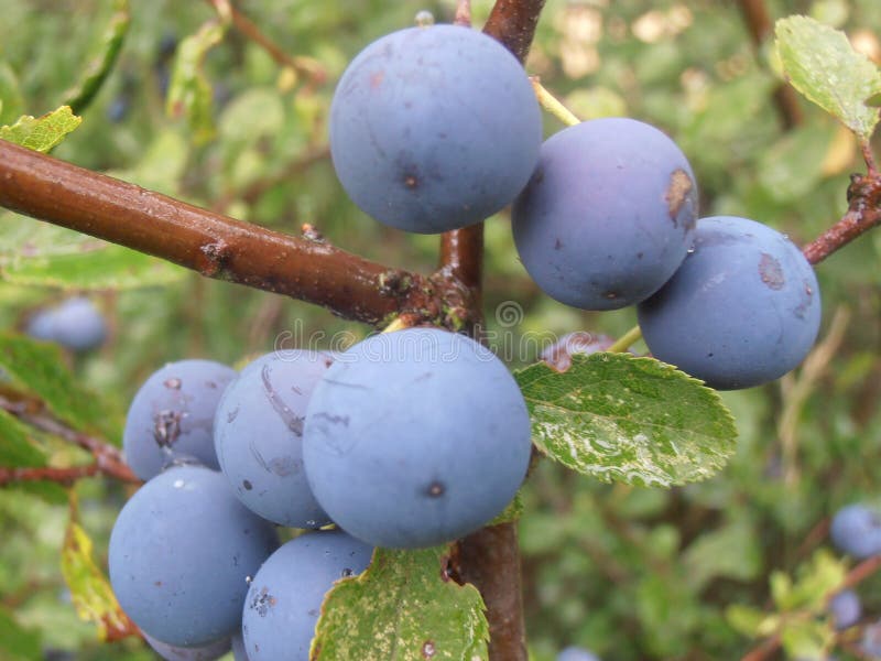 Wild Damson Fruit stock photo. Image of damson, blue - 152851112