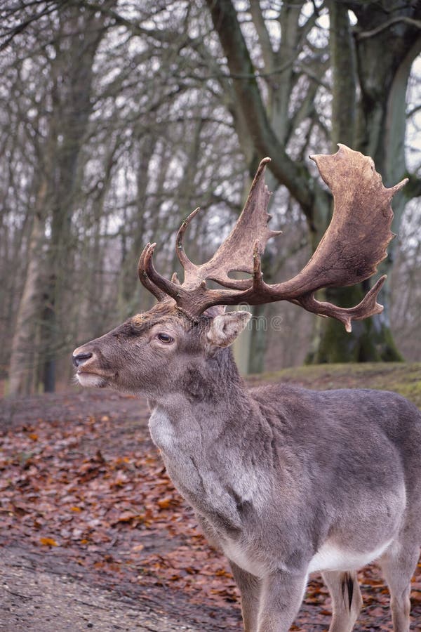 A Wild Danish Red Deer with Big Horns Stock Image - Image of foliage ...
