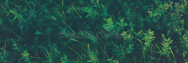 Wild Dark Green Texture with Tall Grass and Weeds from a Top View ...