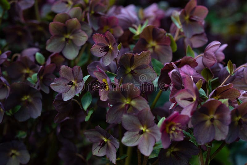 Wild Dark Hellebore Flowers Background. Fantasy Sammer and Spring ...