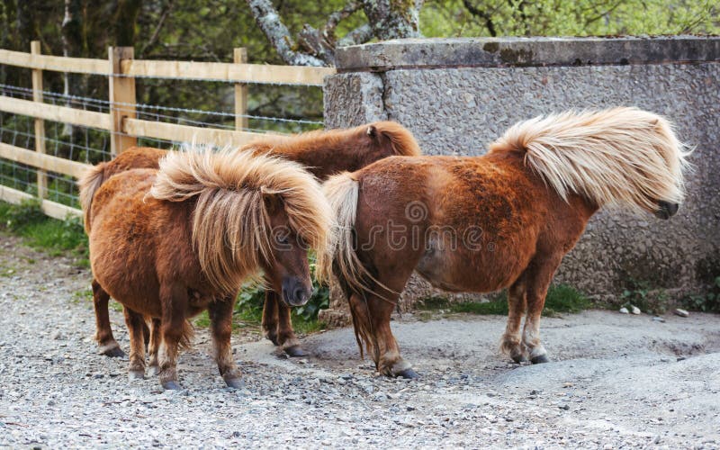 Wild Dartmoor Pony in National Park, Devon UK Stock Photo - Image of ...