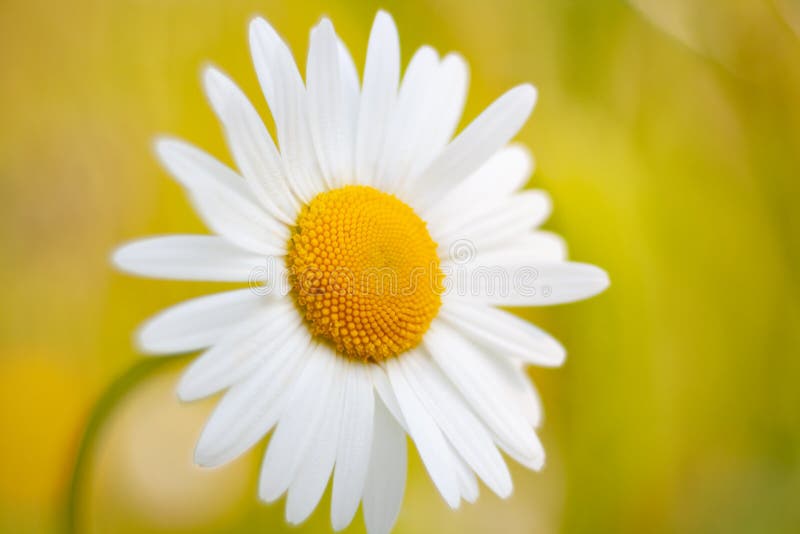Dasy Flowers Posy In Blue Pot Stock Photo - Image of daisies, flower ...