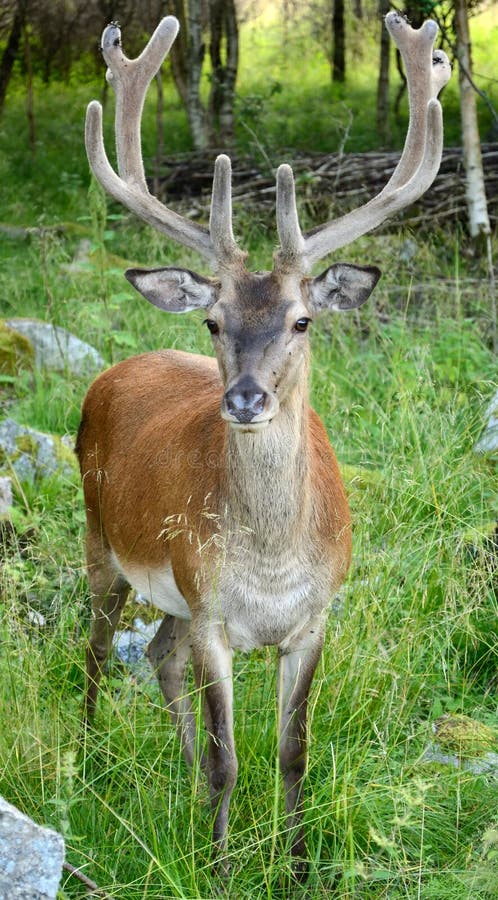 Wild dear stock image. Image of mountains, full, horn - 20342321