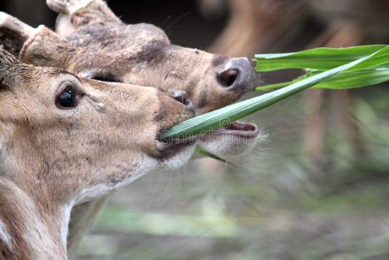 Wild Dear Eating stock image. Image of eating, female - 52615183