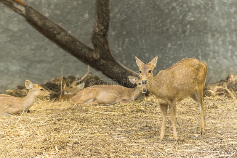 Wild Dear in the Zoo ,Thailand. Stock Photo - Image of female, mammal ...