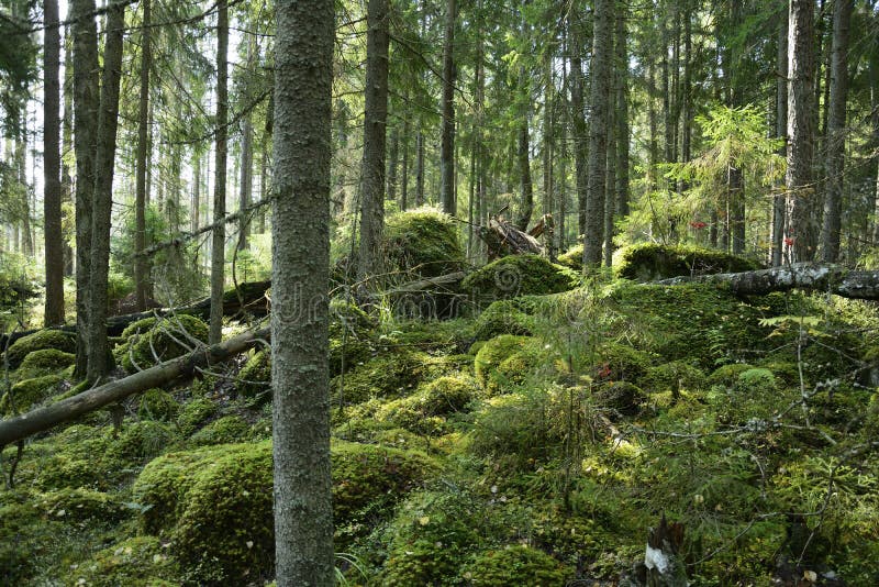 Deep Wild Forest With Deadfall Top Aerial View Stock Image - Image of ...