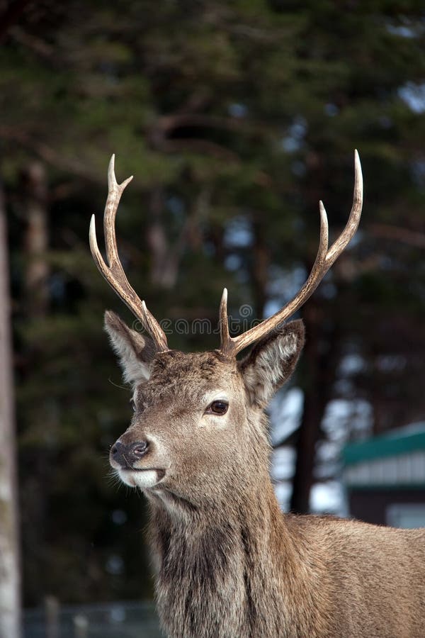 Wild deer stock photo. Image of wild, deer, mountains - 13497336