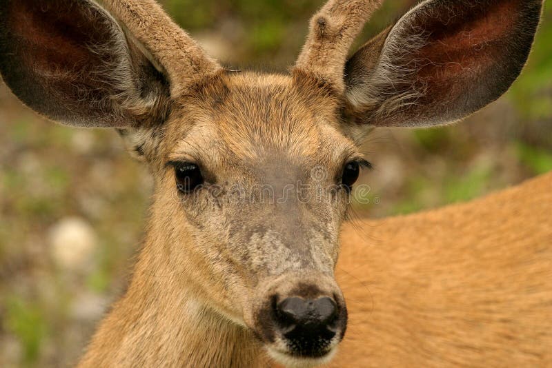Wild deer stock image. Image of deer, mammal, herd, animal - 1768959