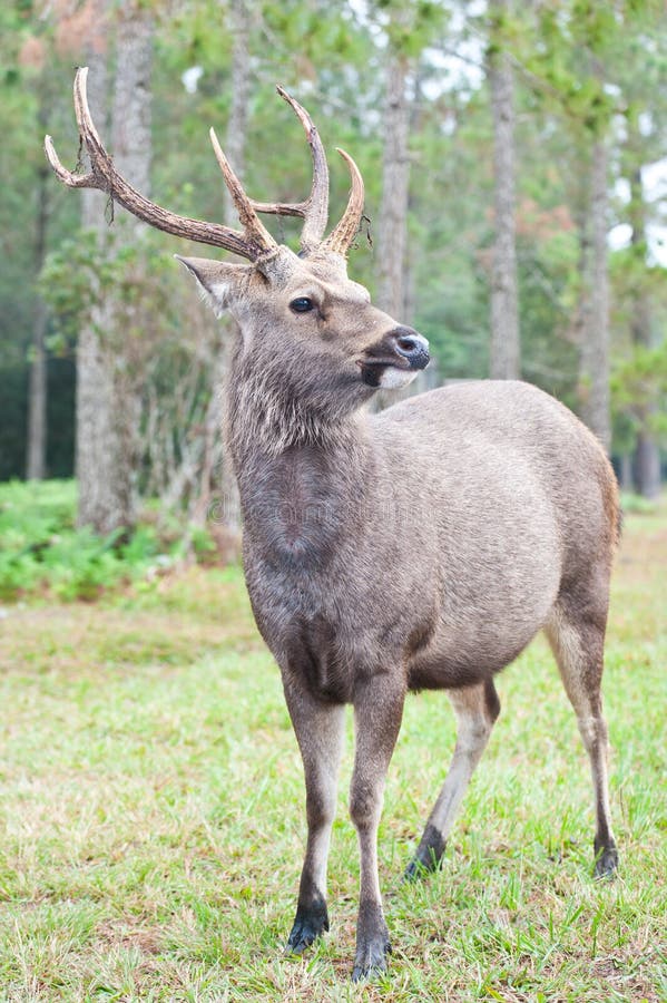 Deer stock image. Image of deer, horns, wood, animal - 17994477