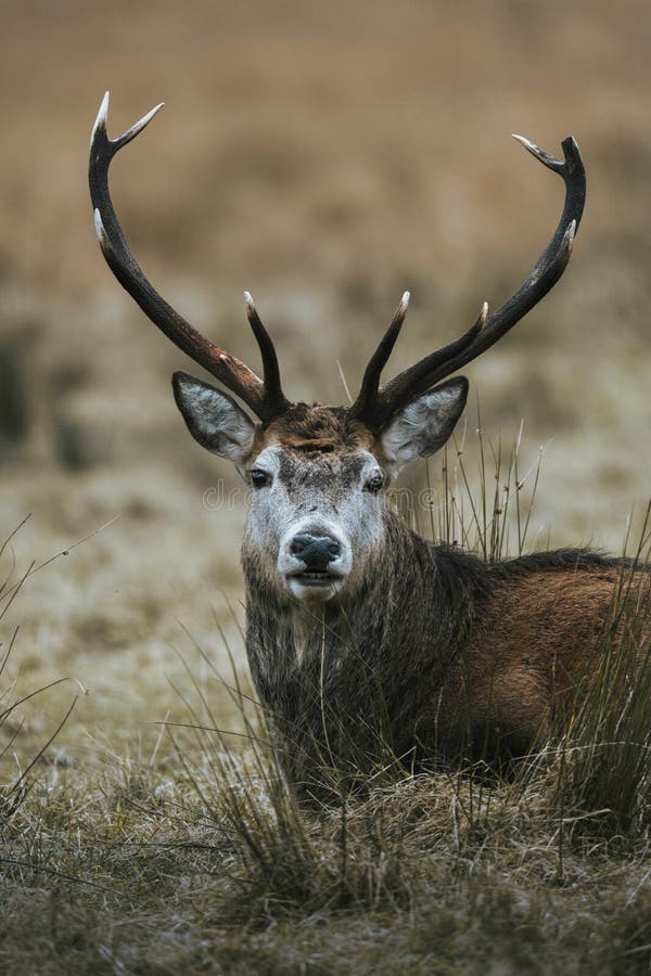 Wild Deer with Beautiful Large Antlers Stock Image - Image of ...