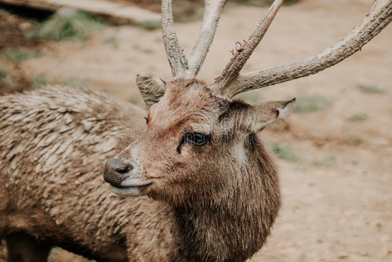 Wild deer in conservation stock photo. Image of monitored - 237478372