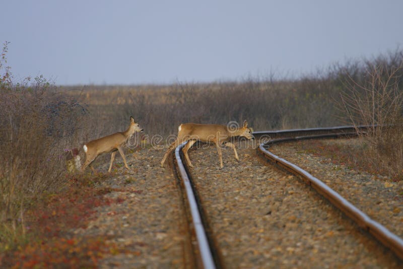 121 Deer Train Tracks Stock Photos - Free & Royalty-Free Stock Photos ...