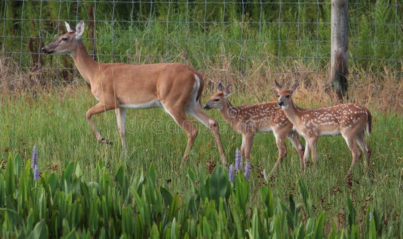 Wild Deer and Doe stock image. Image of endangered, female - 95140641