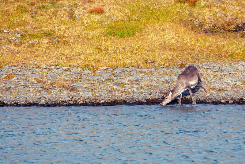 Reindeer Drinks Water from the River Stock Image - Image of drink, deer ...