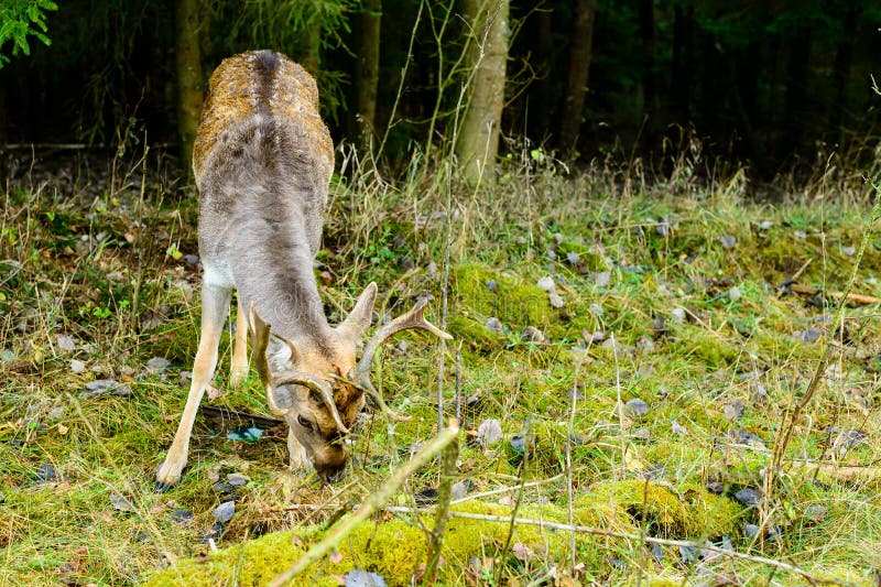 Wild Deer Eating Grass at Forest Stock Image - Image of axis, leaves ...