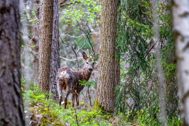 Wild Deer Exploring the Swedish Forest Stock Image - Image of walking ...