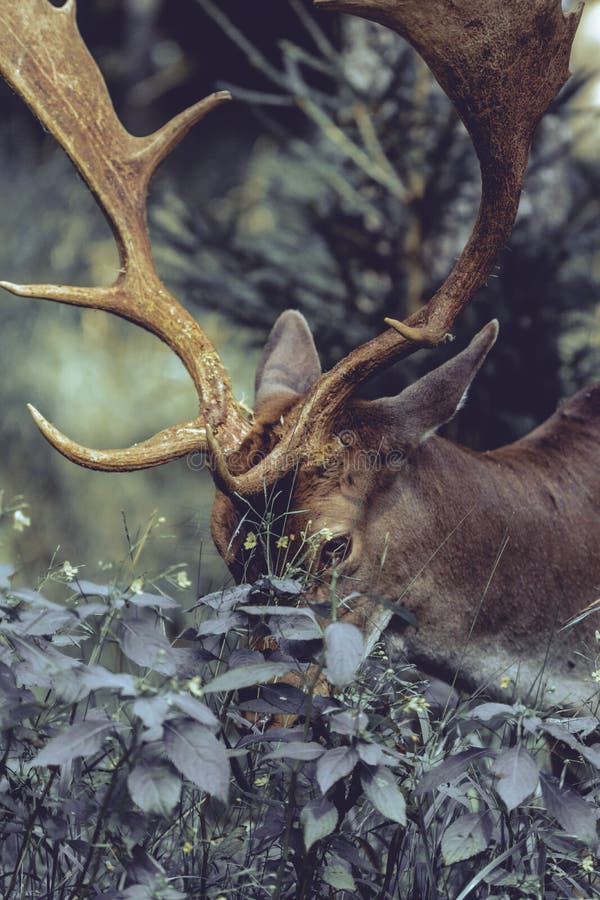 Wild Deer Foraging in the Woods Stock Photo - Image of lone, woods ...