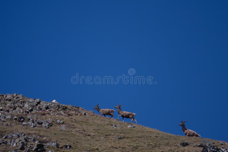 Wild Deer and goats stock image. Image of strathdearn - 20652511
