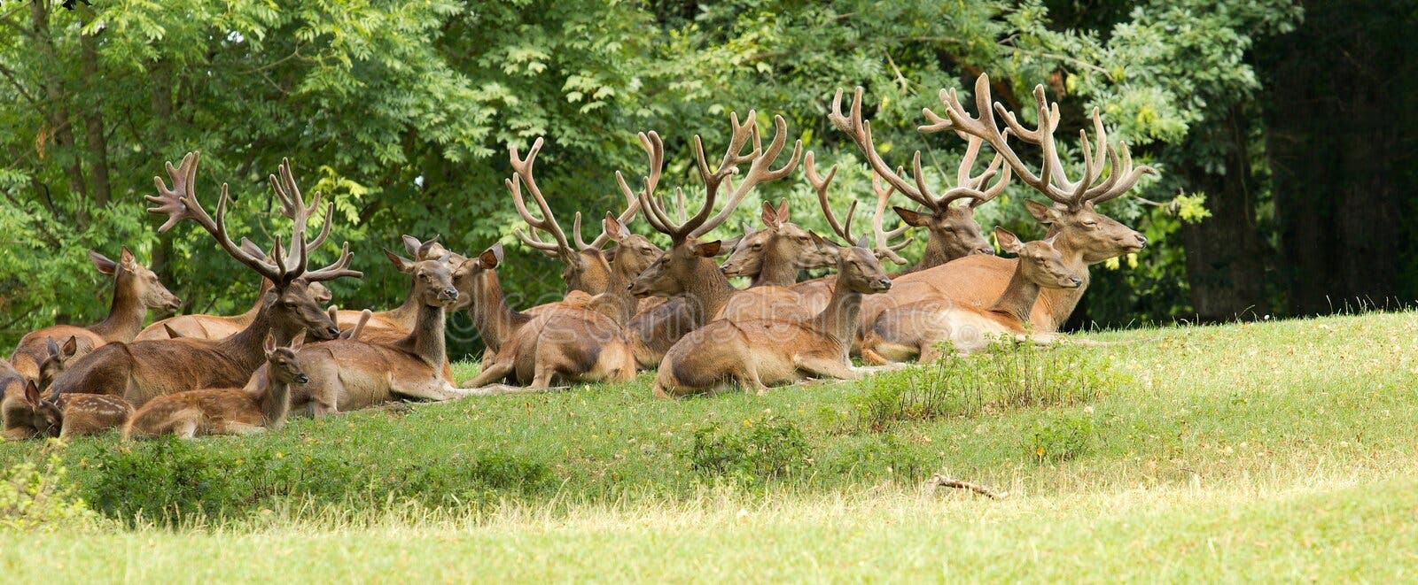 Wild deer in a park stock photo. Image of animal, natural - 18256028
