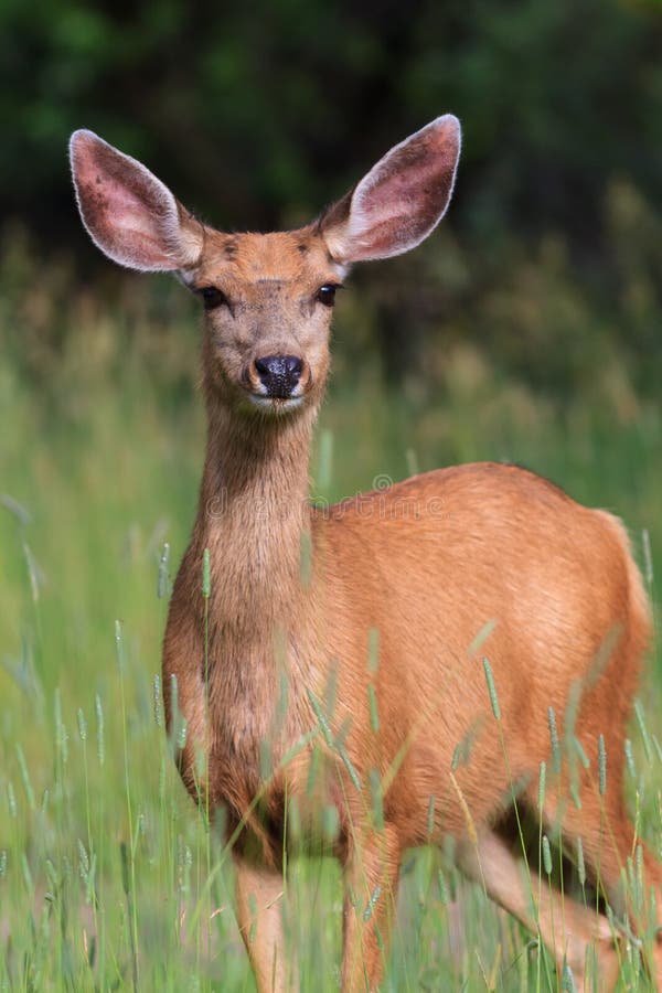 Wild Deer on the High Plains of Colorado Stock Image - Image of deer ...