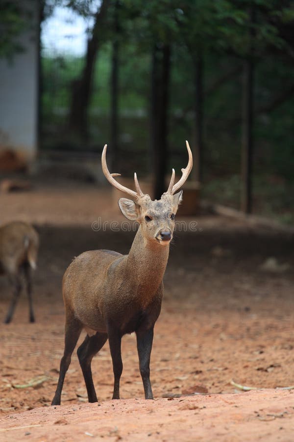Wild deer with long horns stock photo. Image of woodland - 14136690