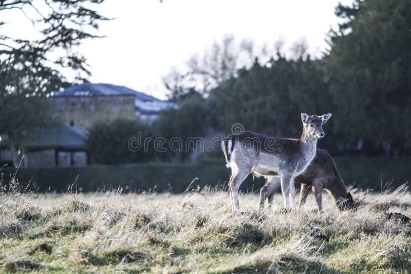 Wild deer stock image. Image of exploring, landscape - 138932521