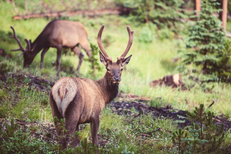 Wild Deer Look stock photo. Image of nature, fall, field - 117047162