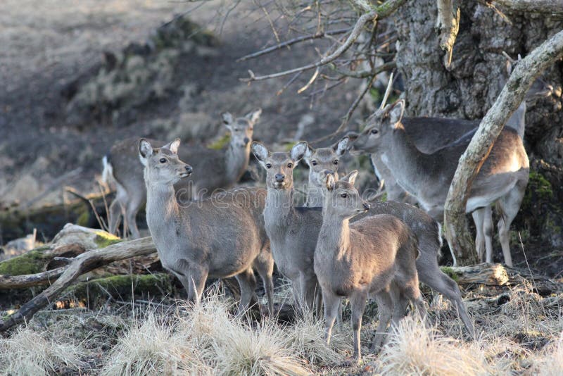 Wild Deer in Natural Habitat Stock Photo - Image of brown, fall: 40905380